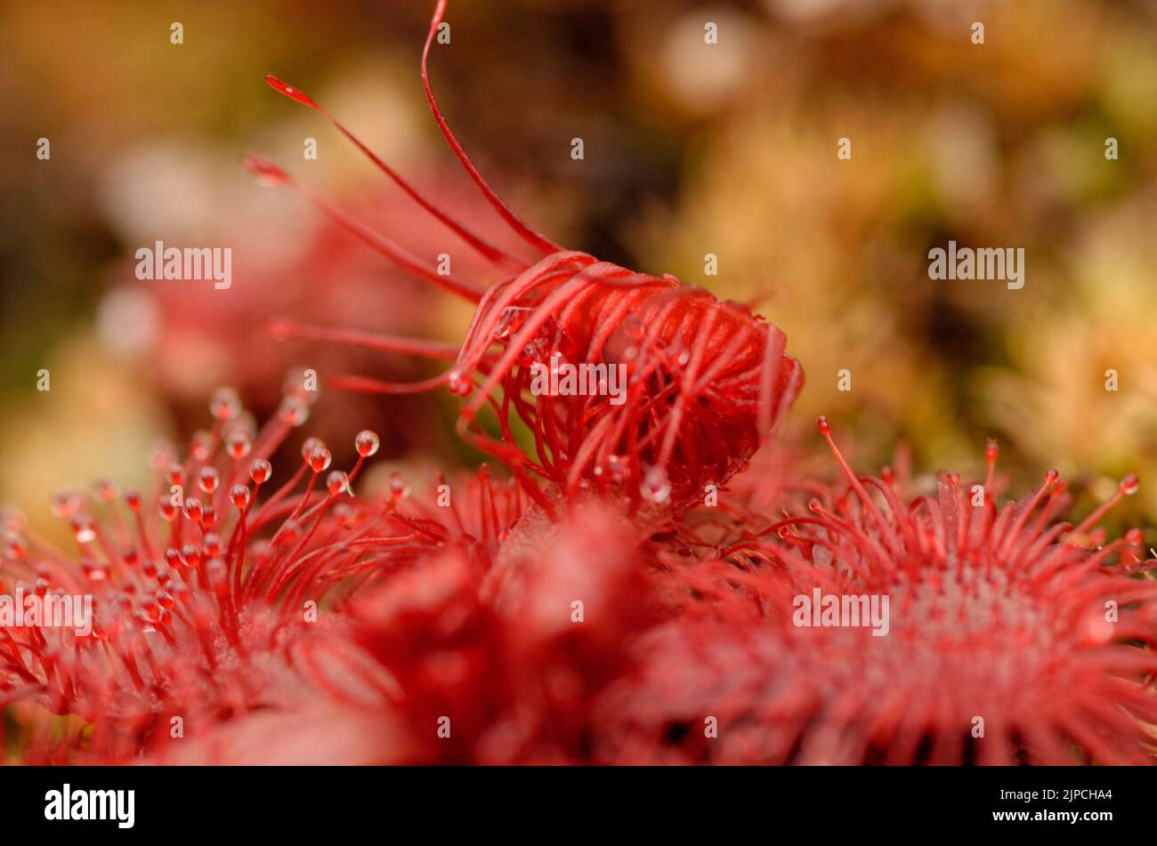 Carnivorous drosera plant hi-res stock photography and images - Alamy