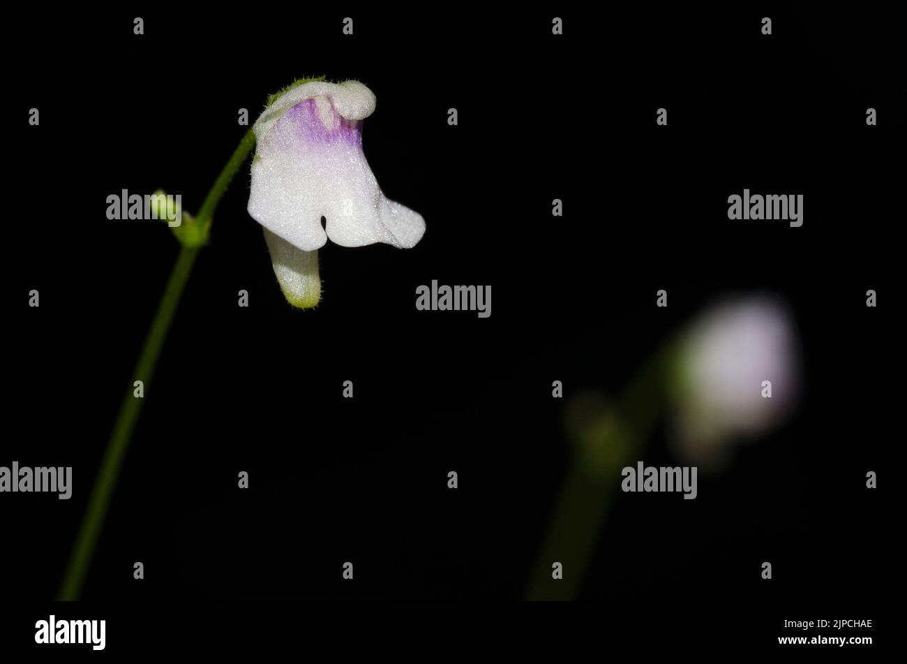 Genlisea hispidula flower Stock Photo - Alamy