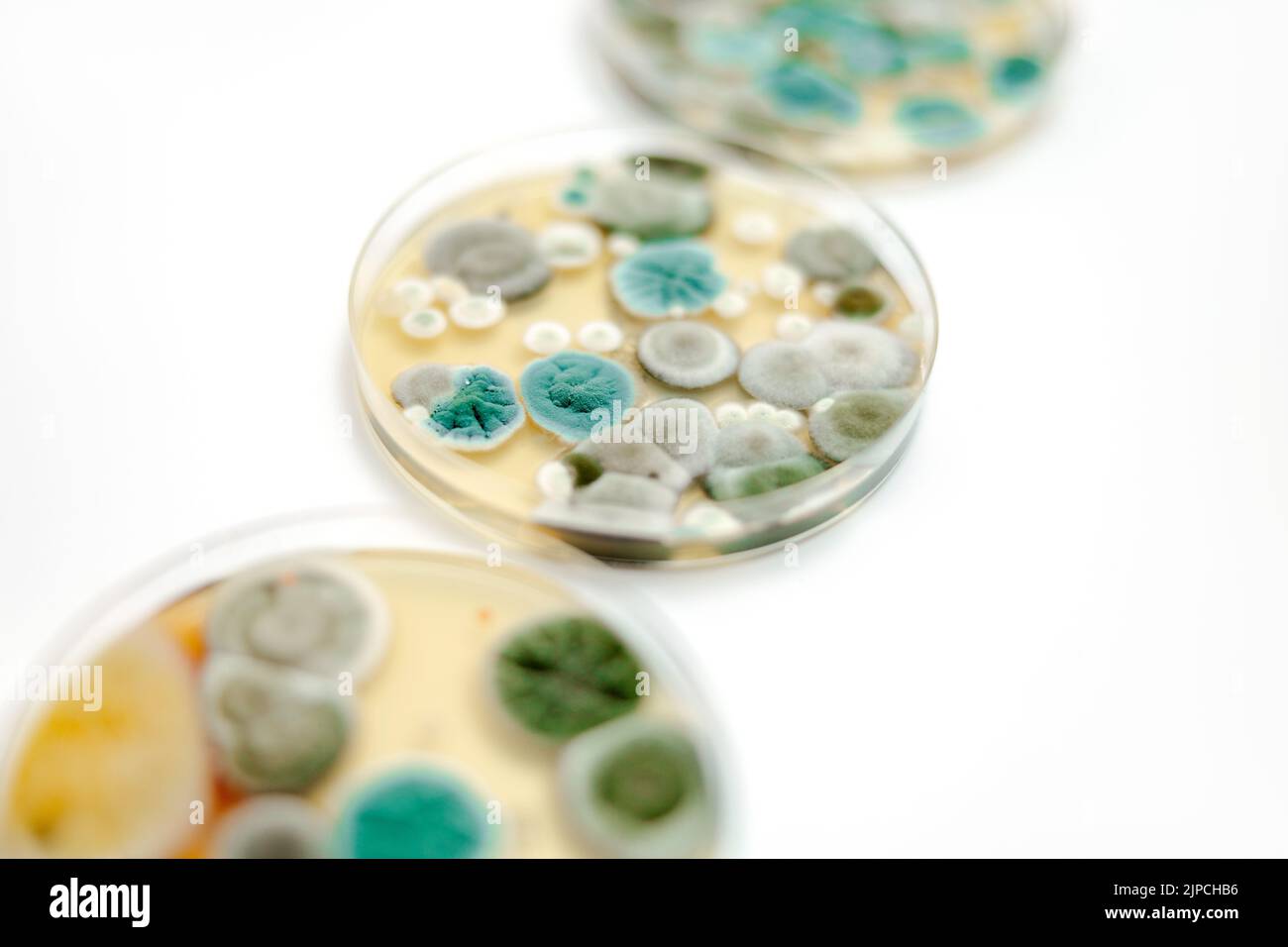 Culture plate of penicillium mold hi-res stock photography and images ...