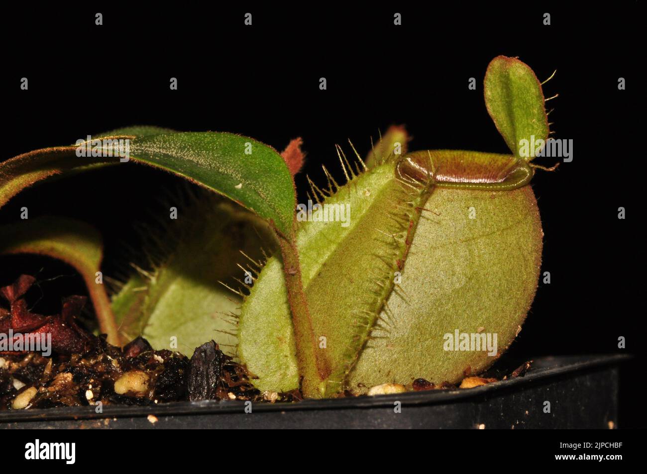 Pitcher plants nepenthes hi-res stock photography and images - Alamy