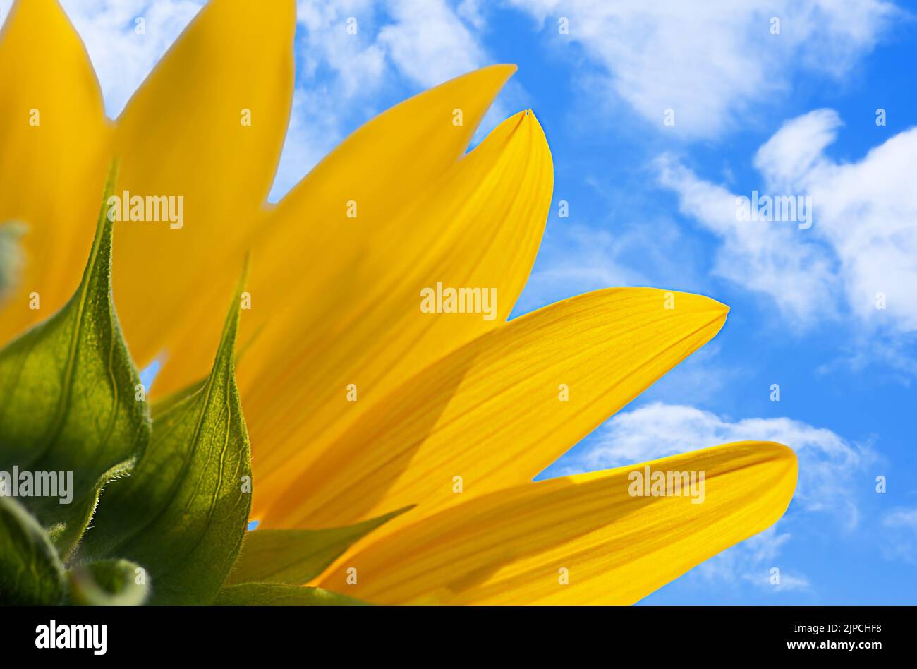 Half a sunflower hi-res stock photography and images - Alamy