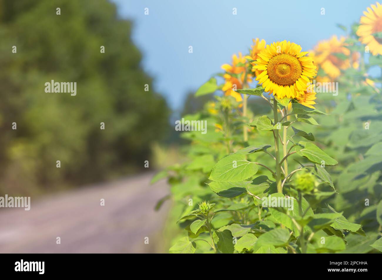 Many bright yellow big sunflowers hi-res stock photography and images ...