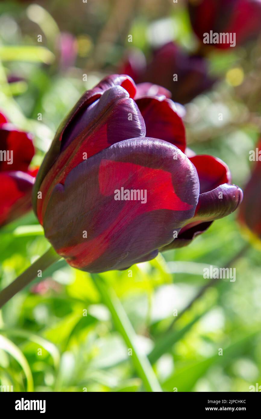 Garden with var. Continental Tulip Tulips Tulipa flower flowers ...
