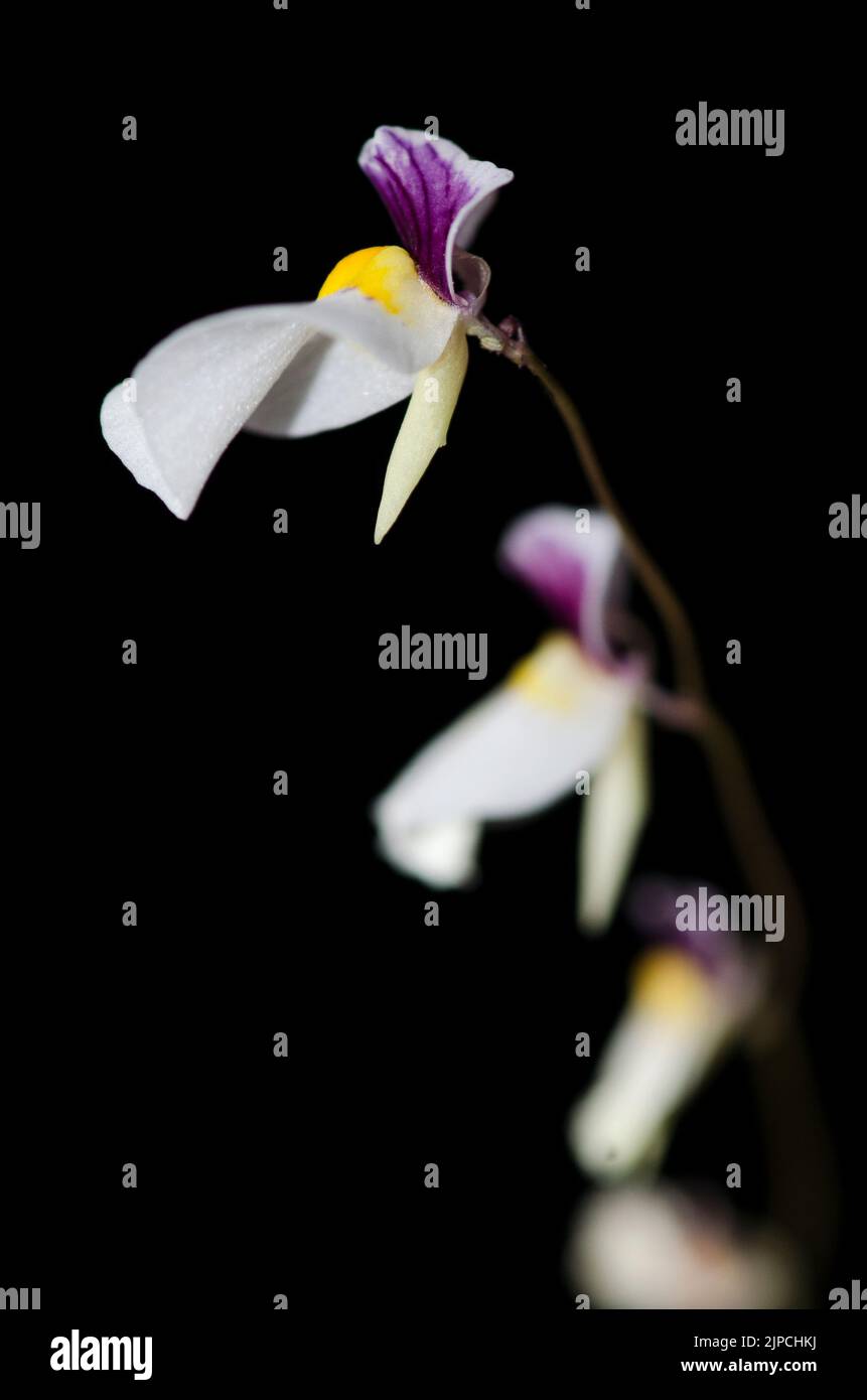 Bladderwort plants hi-res stock photography and images - Alamy