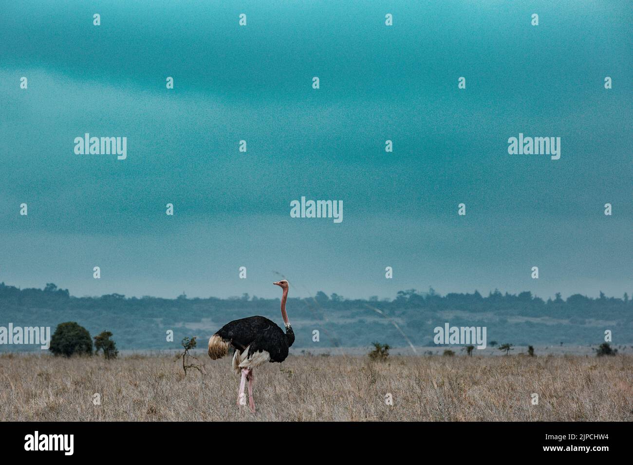 Male Ostrich Walking In The Wilderness Savannah Grasslands Nairobi ...