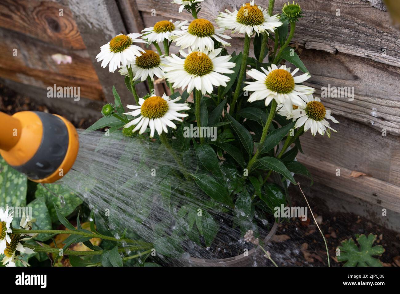 Slough Berkshire Uk 17th August 2022 A Gardener Waters Flowers