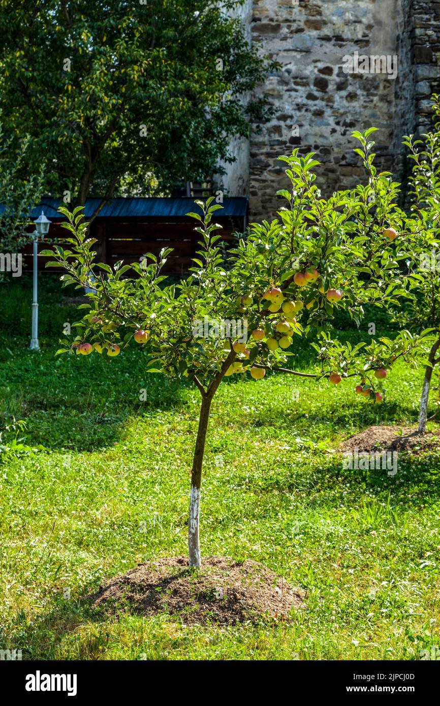 Orchard picture hi-res stock photography and images - Alamy