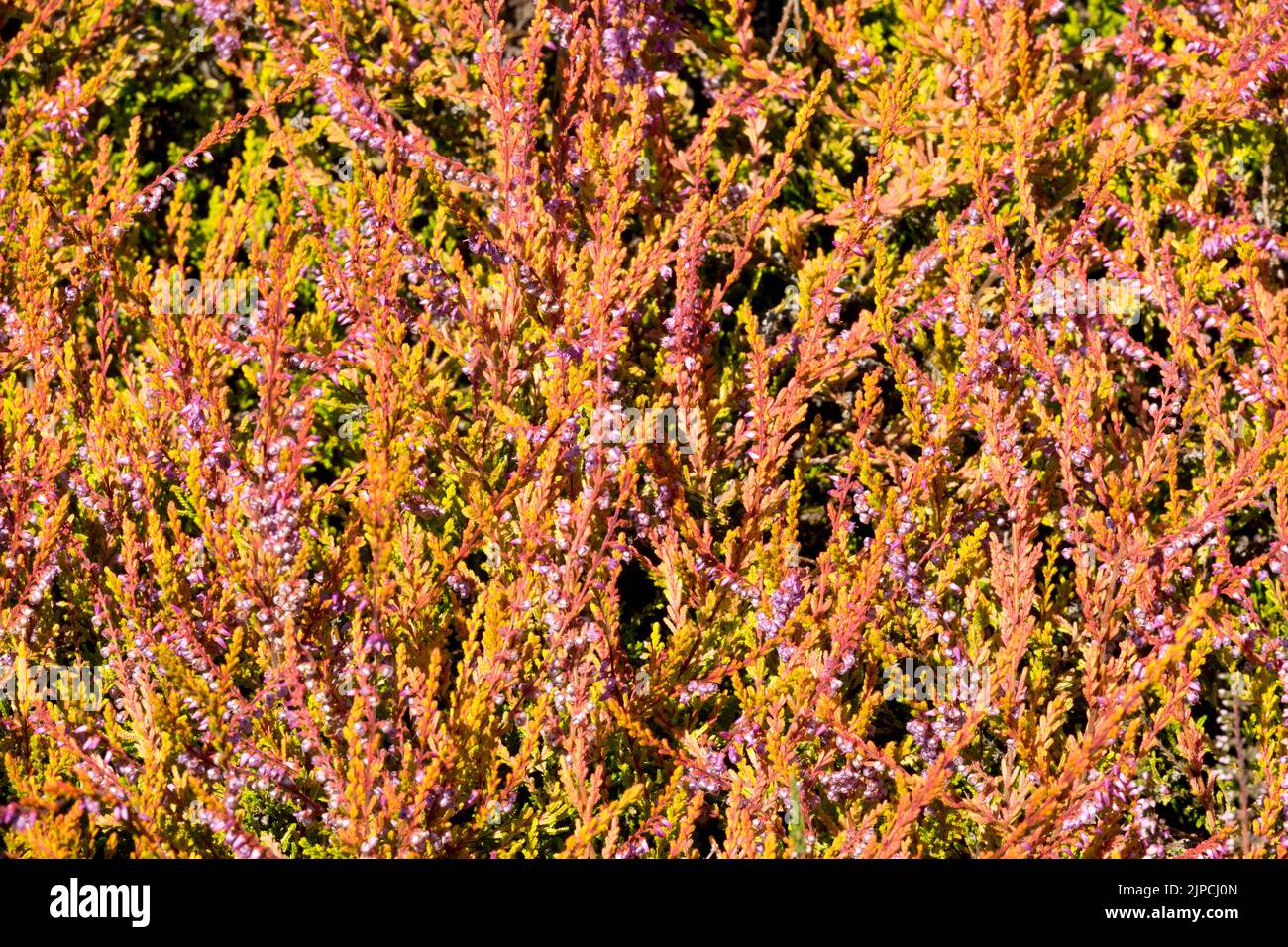 Blooming, Calluna vulgaris "Wickwar Flame", Calluna heather, Flowering ...