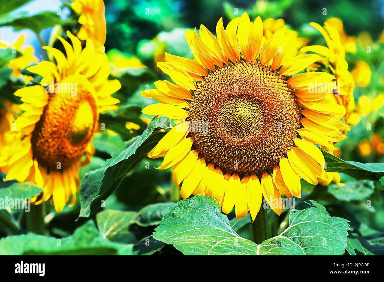 Many bright yellow big sunflowers hi-res stock photography and images ...