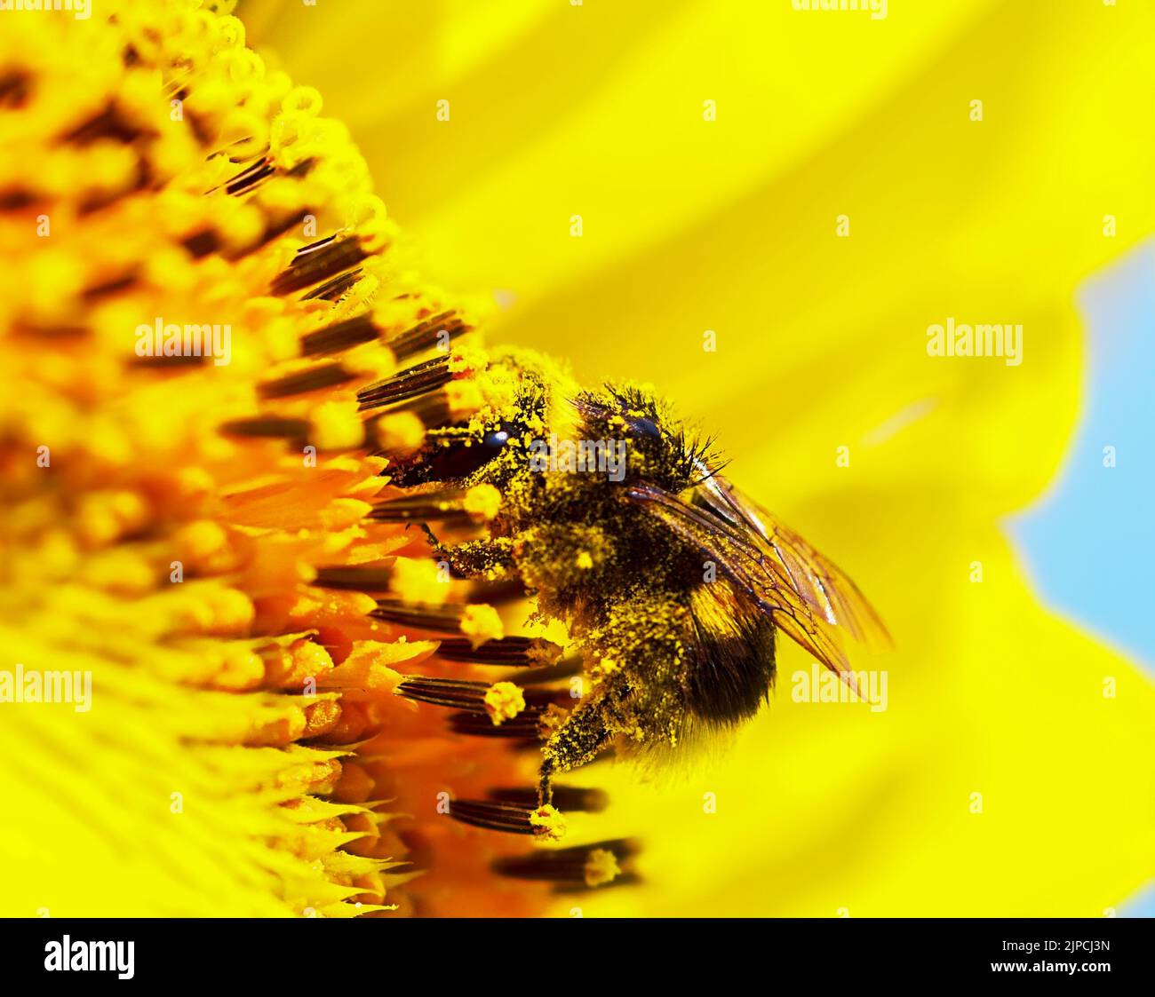 Macro photo of a sunflower. Pollination of flowers Stock Photo - Alamy