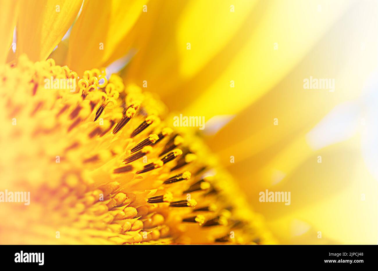 Macro photo of a sunflower. Pollination of flowers Stock Photo - Alamy