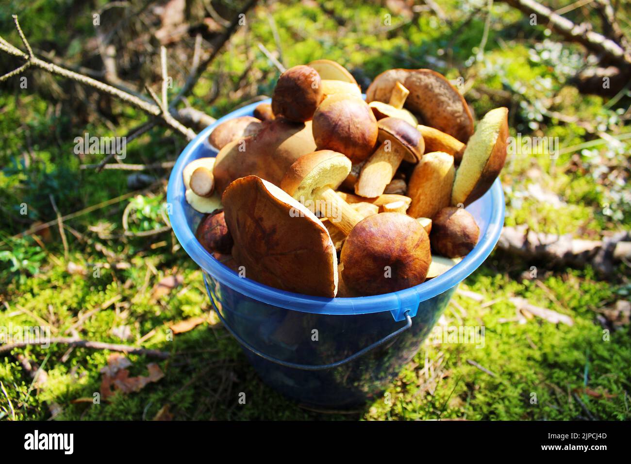 Full sunlight plant hi-res stock photography and images - Alamy