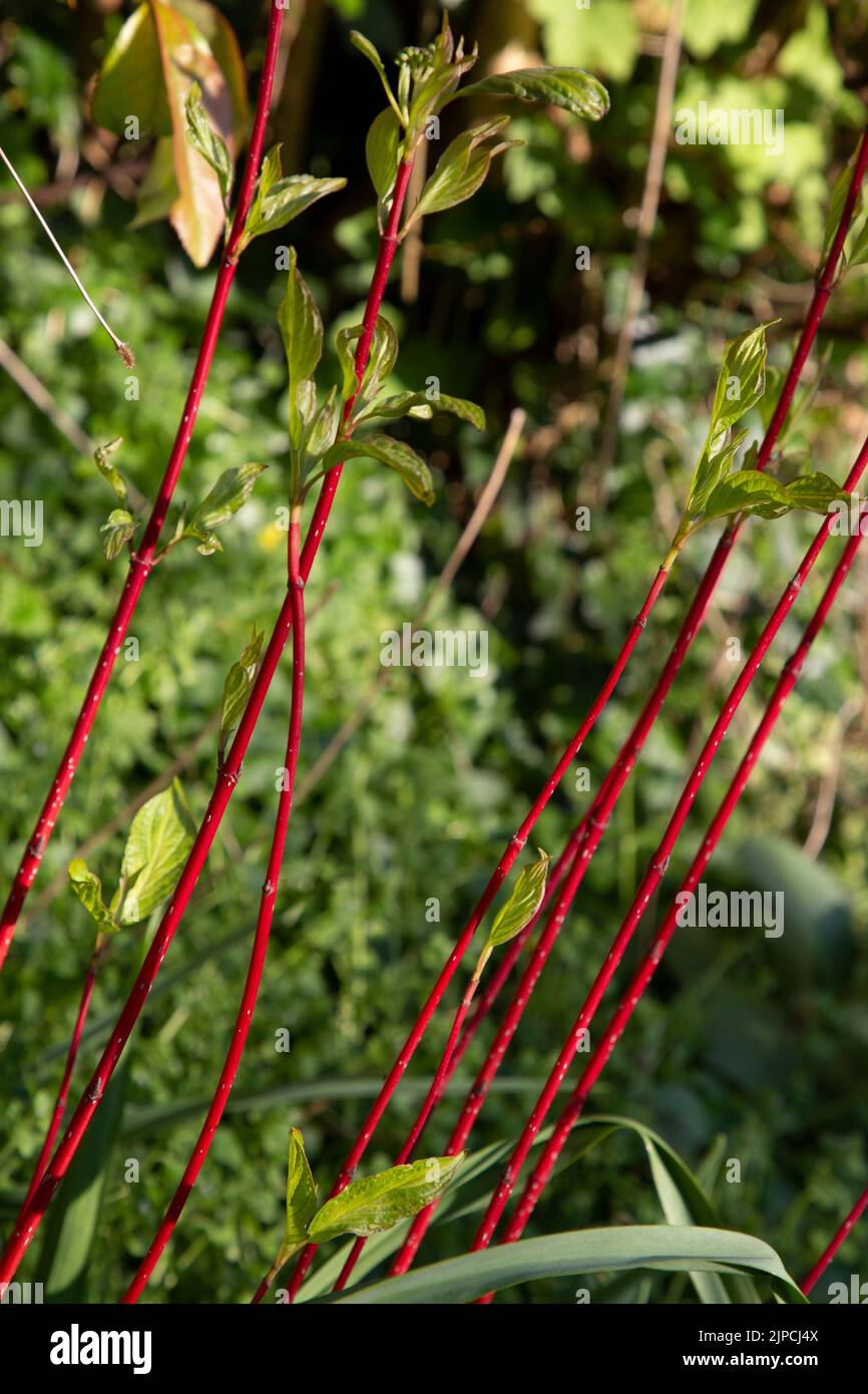 Cornus alba - Sibirica - Midwinter Fire - fresh green leaves on red ...