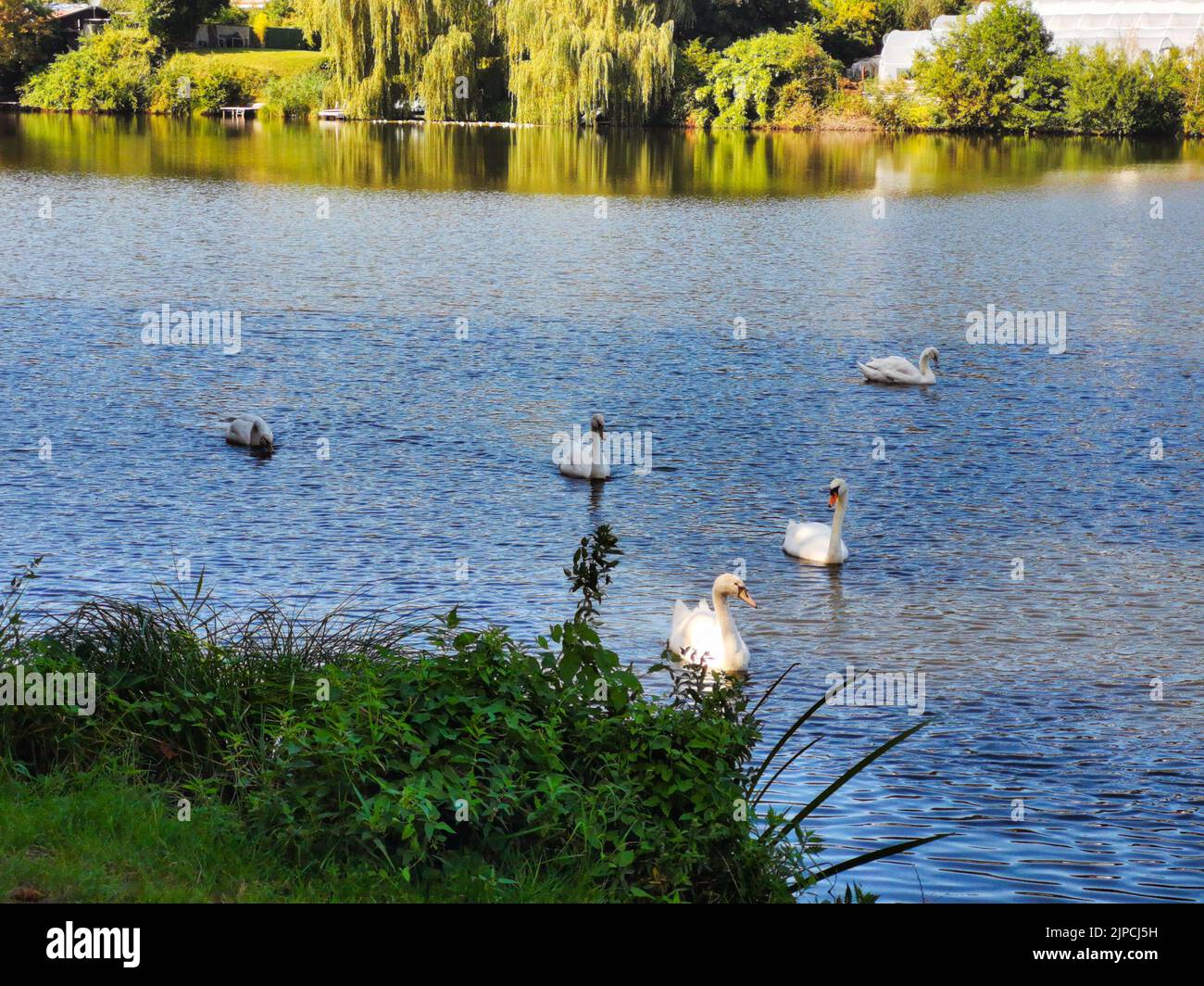 A beautiful pond with white swans under the rays of sun Stock Photo - Alamy