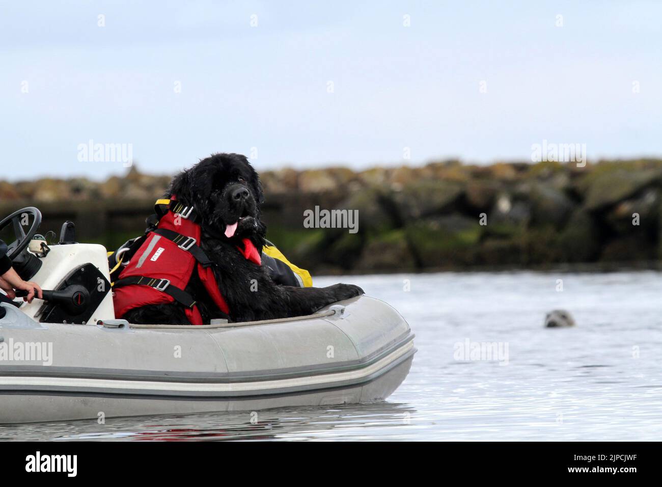Assistance dogs history hi-res stock photography and images - Alamy