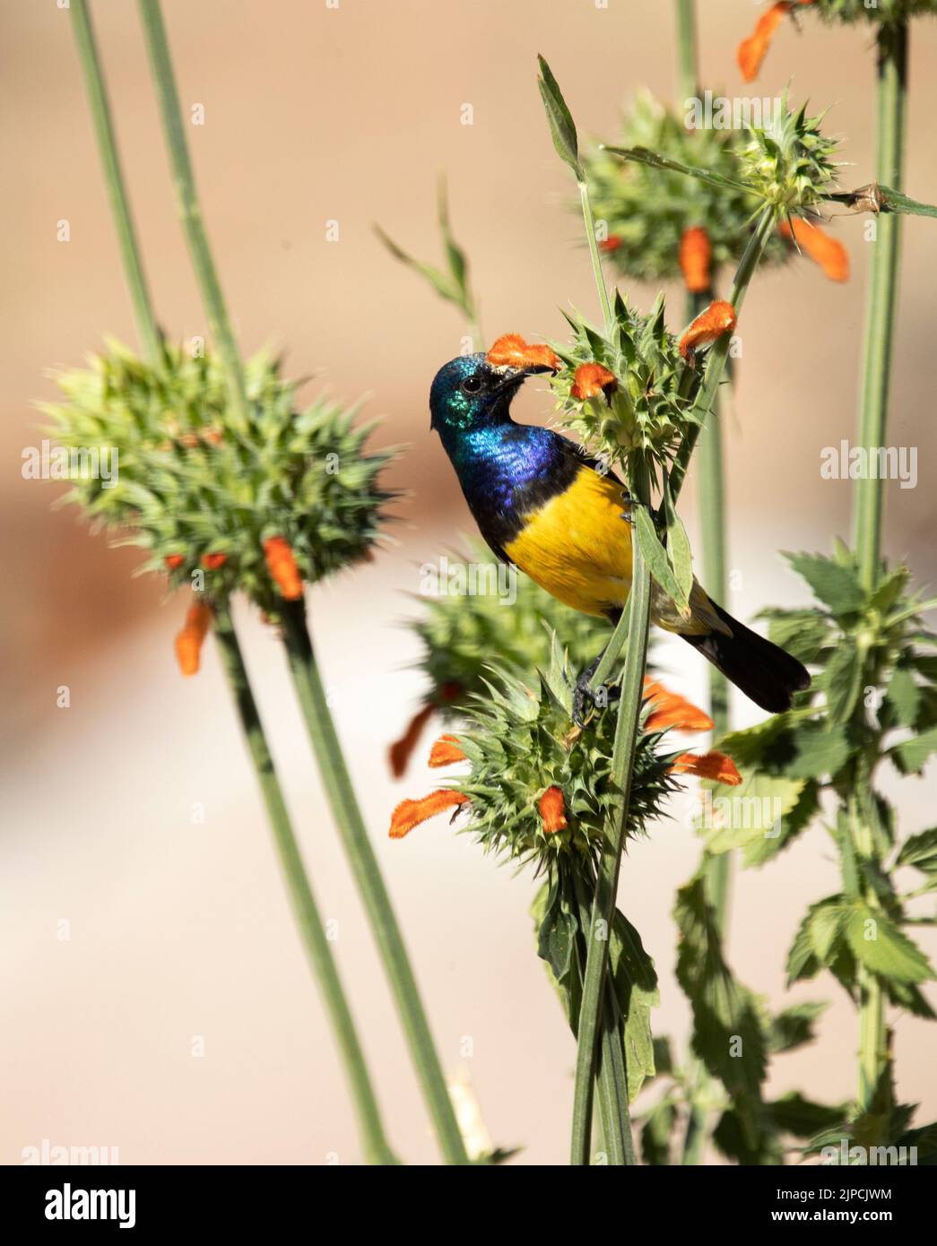 The gently decurved beak of the Yellow-bellied Sunbird is the perfect ...