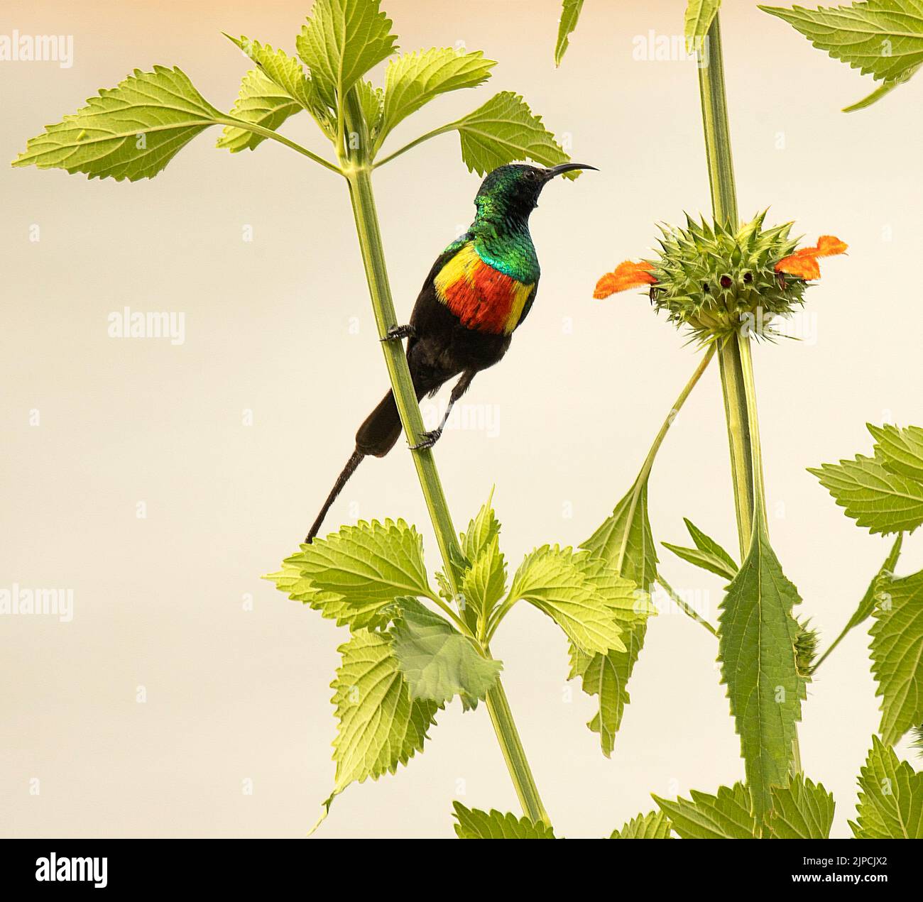 Symbiotic cells hi-res stock photography and images - Alamy