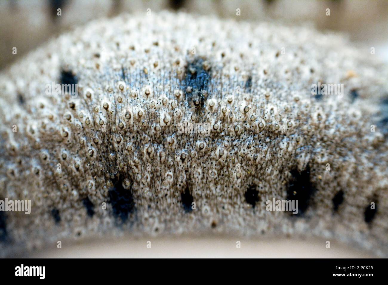 A closeup of Sea cucumber, echinoderms from the class Holothuroidea ...