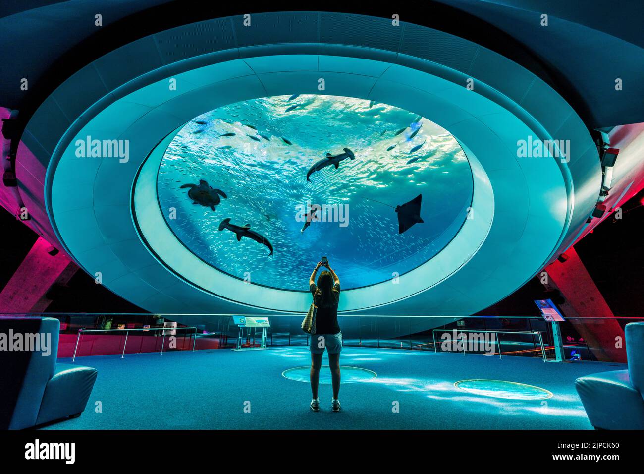 Oculus Fish Aquarium, Showing Hammer Sharks,Mantarays,turtles and ...