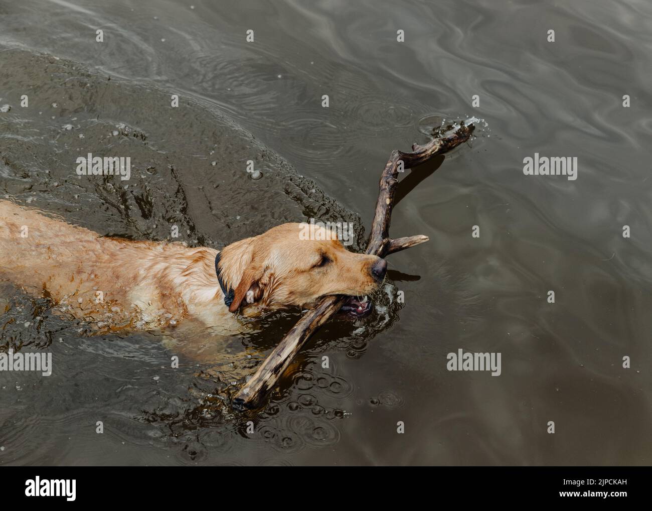 A swimming yellow labrador lab puppy dog retrieves fetches a stick in ...