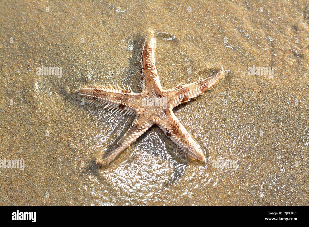 Spiny starfish (Marthasterias glacialis), starfish with a small central ...
