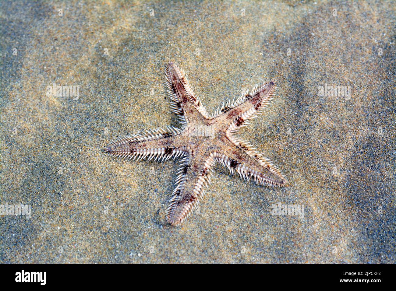 Spiny starfish (Marthasterias glacialis), starfish with a small central ...