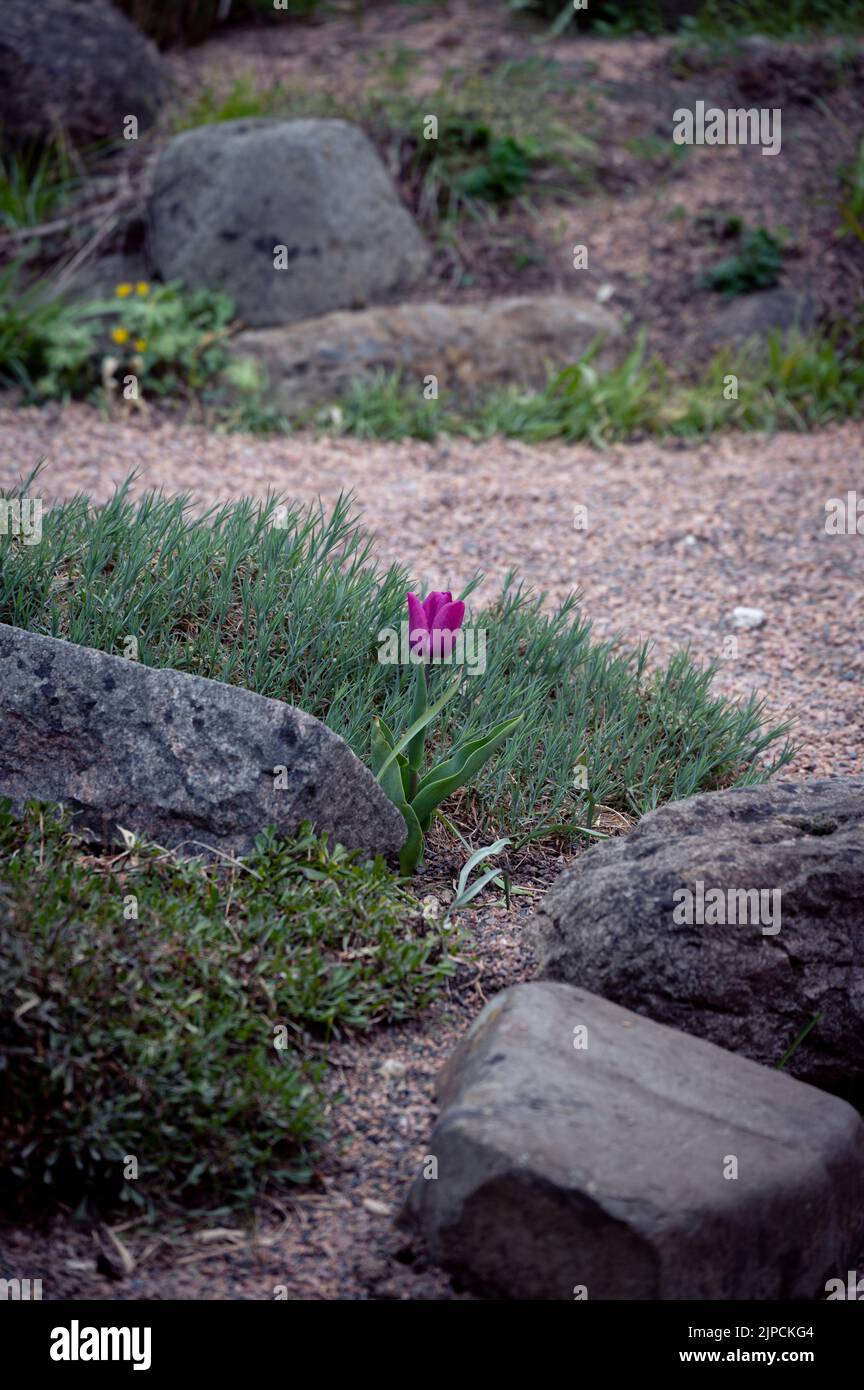 Flower among rocks hi-res stock photography and images - Alamy