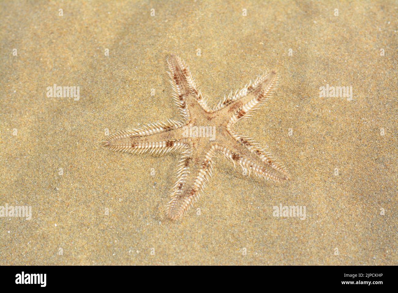 Spiny starfish (Marthasterias glacialis), starfish with a small central ...