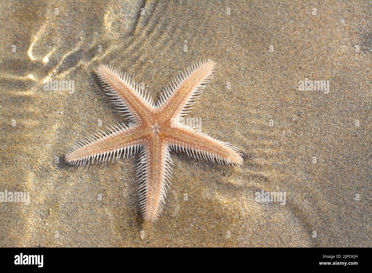 Spiny starfish (Marthasterias glacialis), starfish with a small central ...