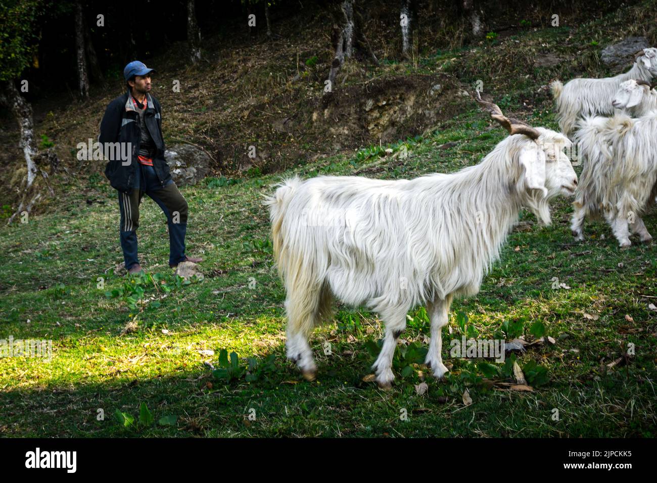 March 3rd 2021 Uttarakhand India. A local shepherd Man with his herd of ...