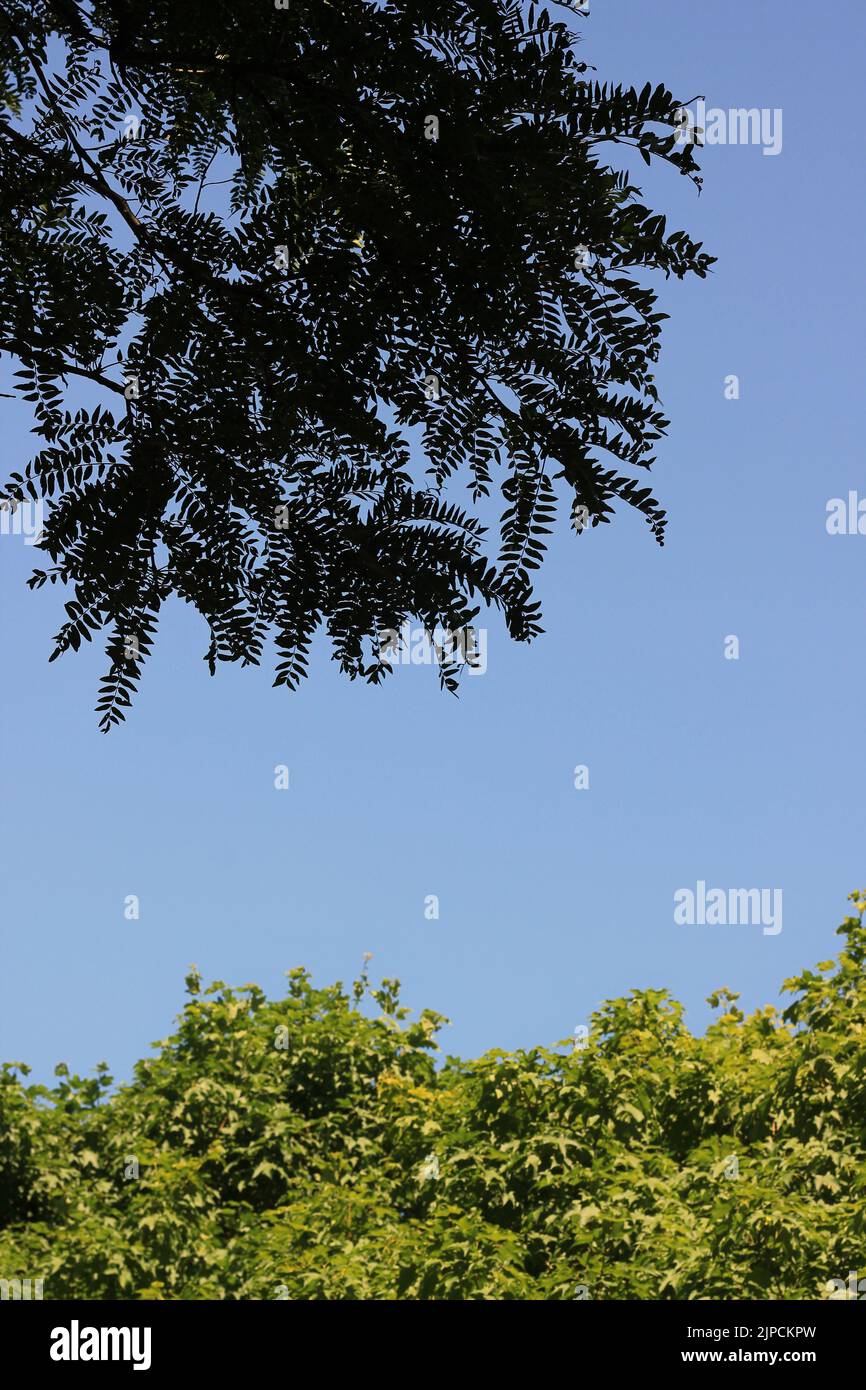 Leafy summer tree leaves and branches hanging against the clear sky ...