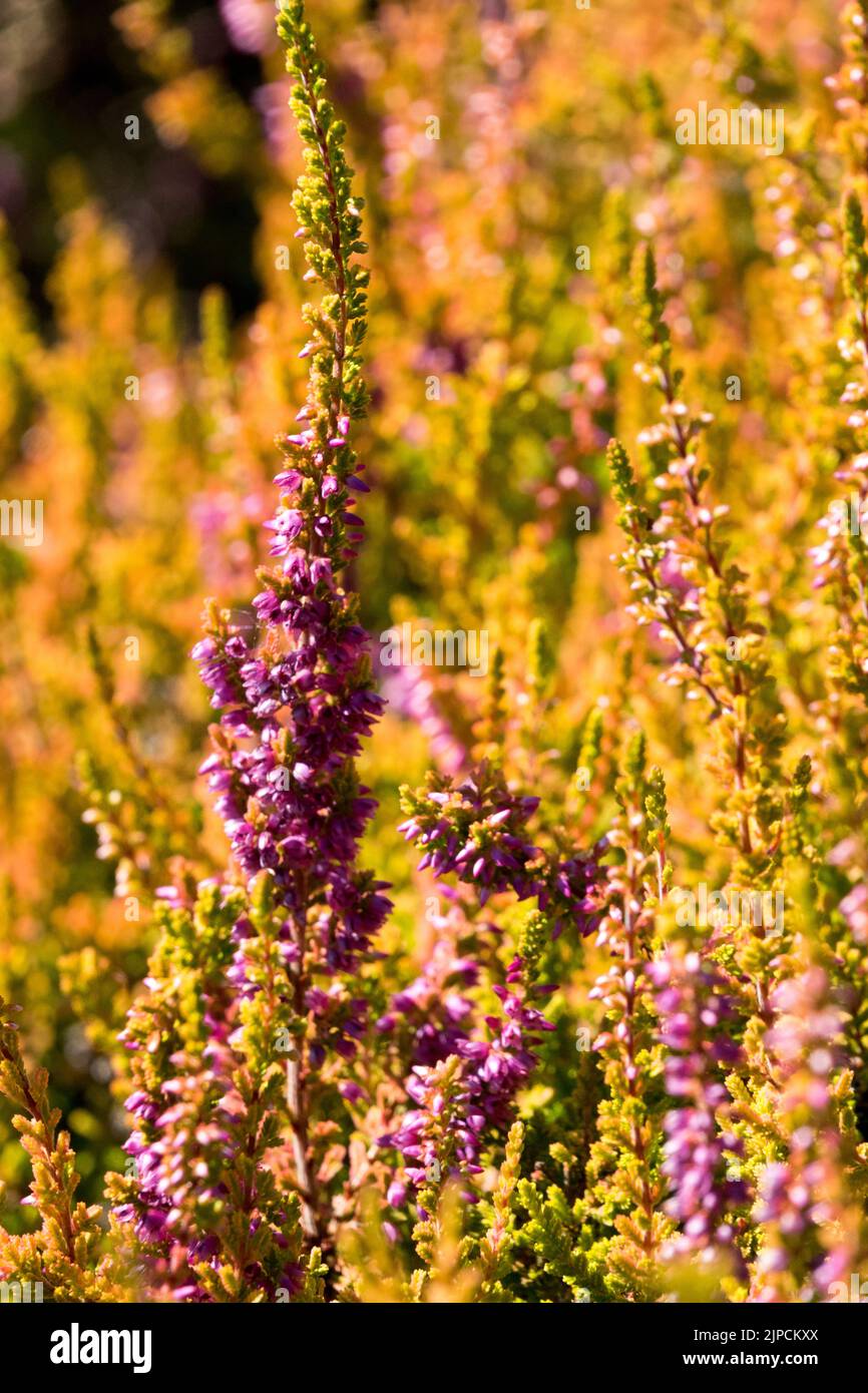 Calluna Firefly, Flower, Calluna vulgaris Firefly, Orange, Flowering ...
