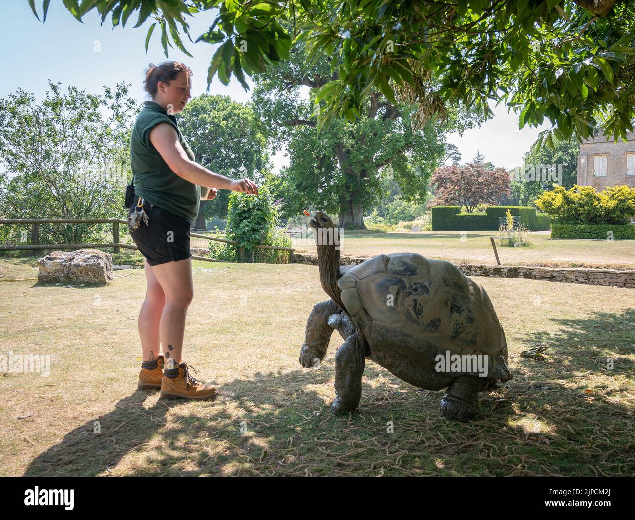 The giant tortoise feeding hi-res stock photography and images - Alamy