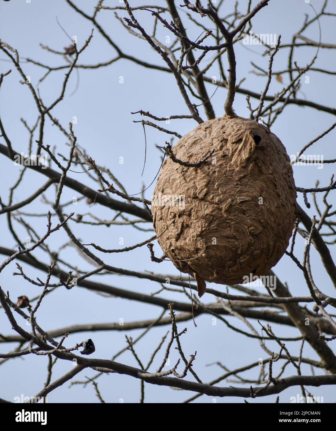 A closeup shot of a beehive or bee colony in the jungles of lower ...