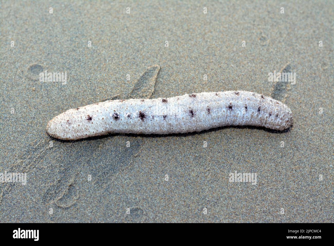 Sea cucumber on the shallow sea floor on the beach, echinoderms from ...