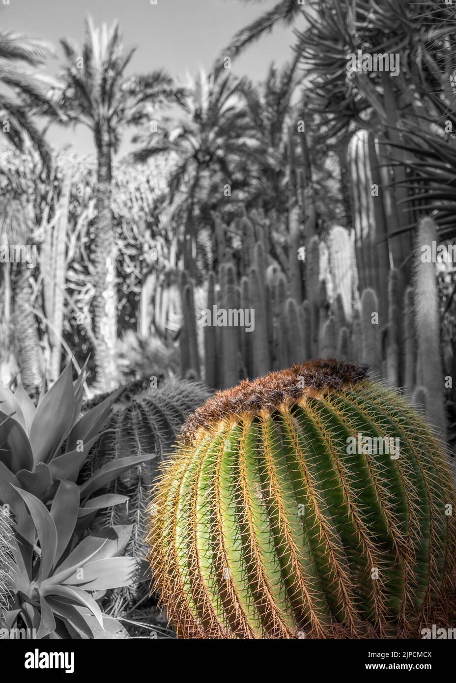 Cactus in color with black and white background in Elche's Huerto Del ...