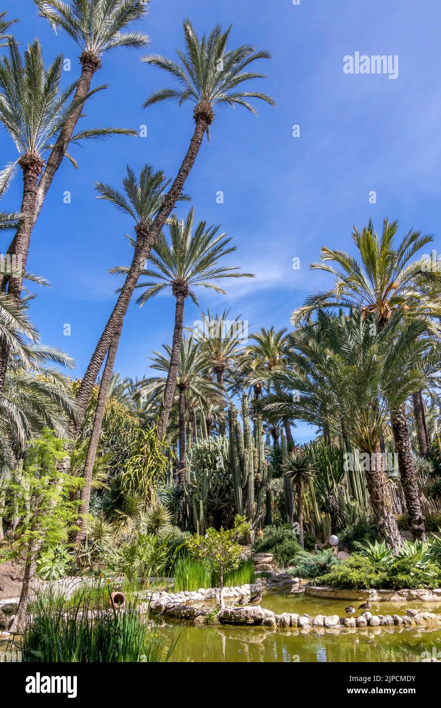 Palm grove of Elche. Botanical garden of the huerto del cura in Elche ...