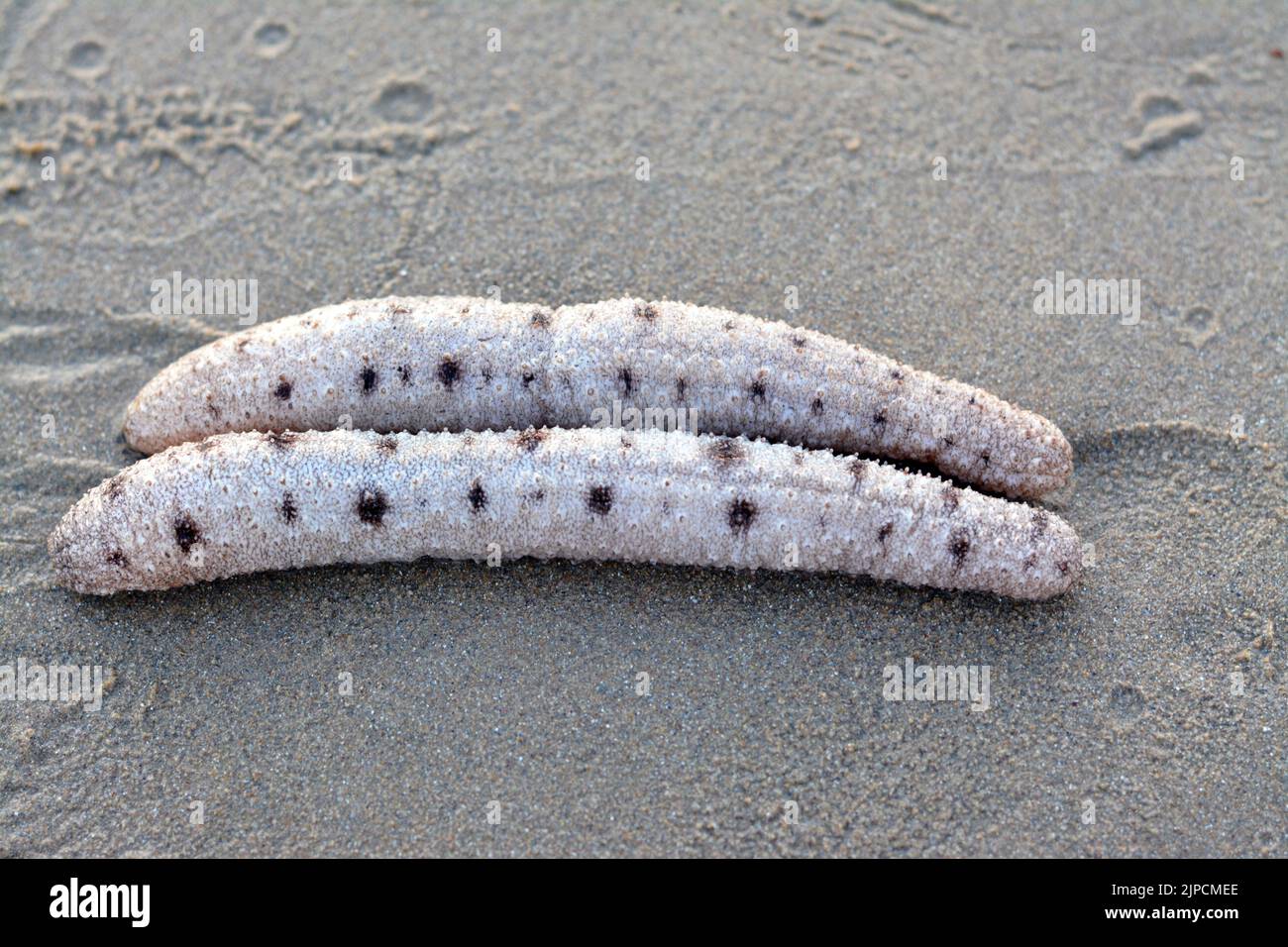 Sea cucumbers on the shallow sea floor on the beach, echinoderms from ...