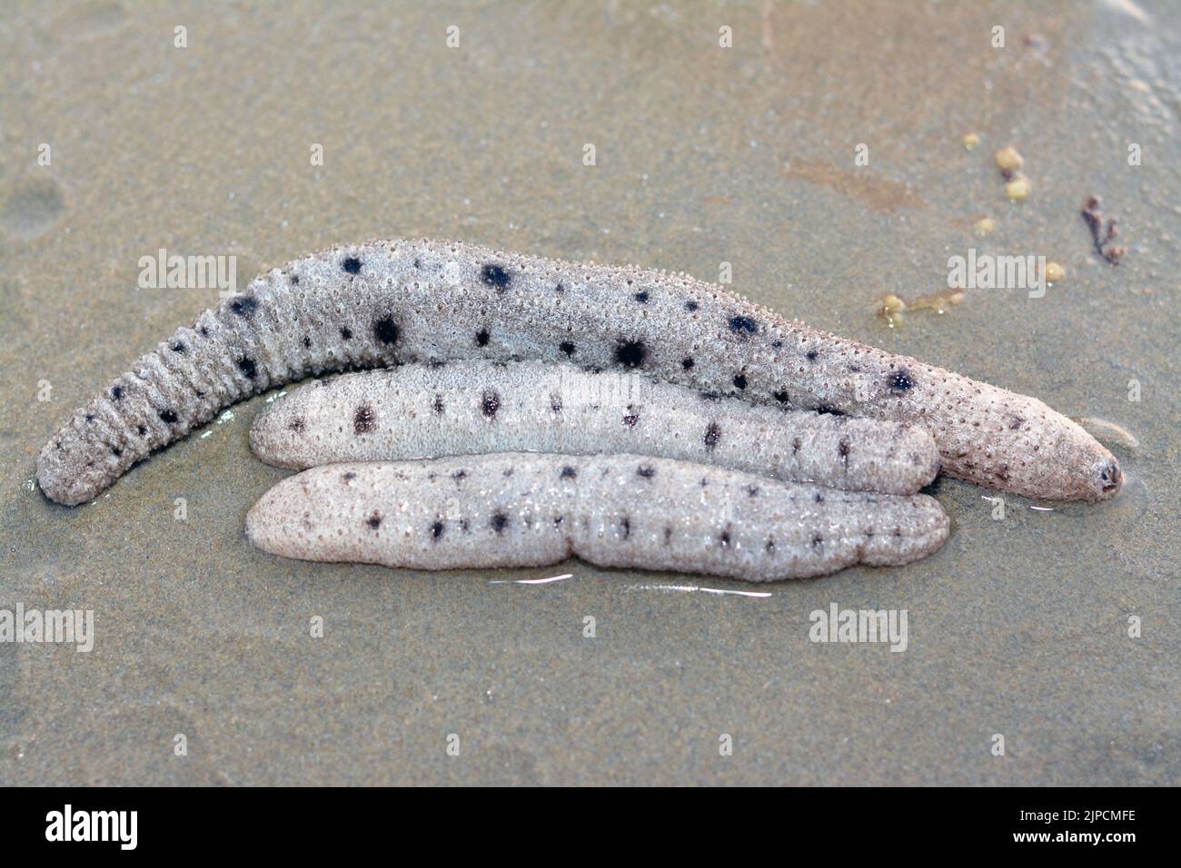 Sea cucumbers on the shallow sea floor on the beach, echinoderms from ...