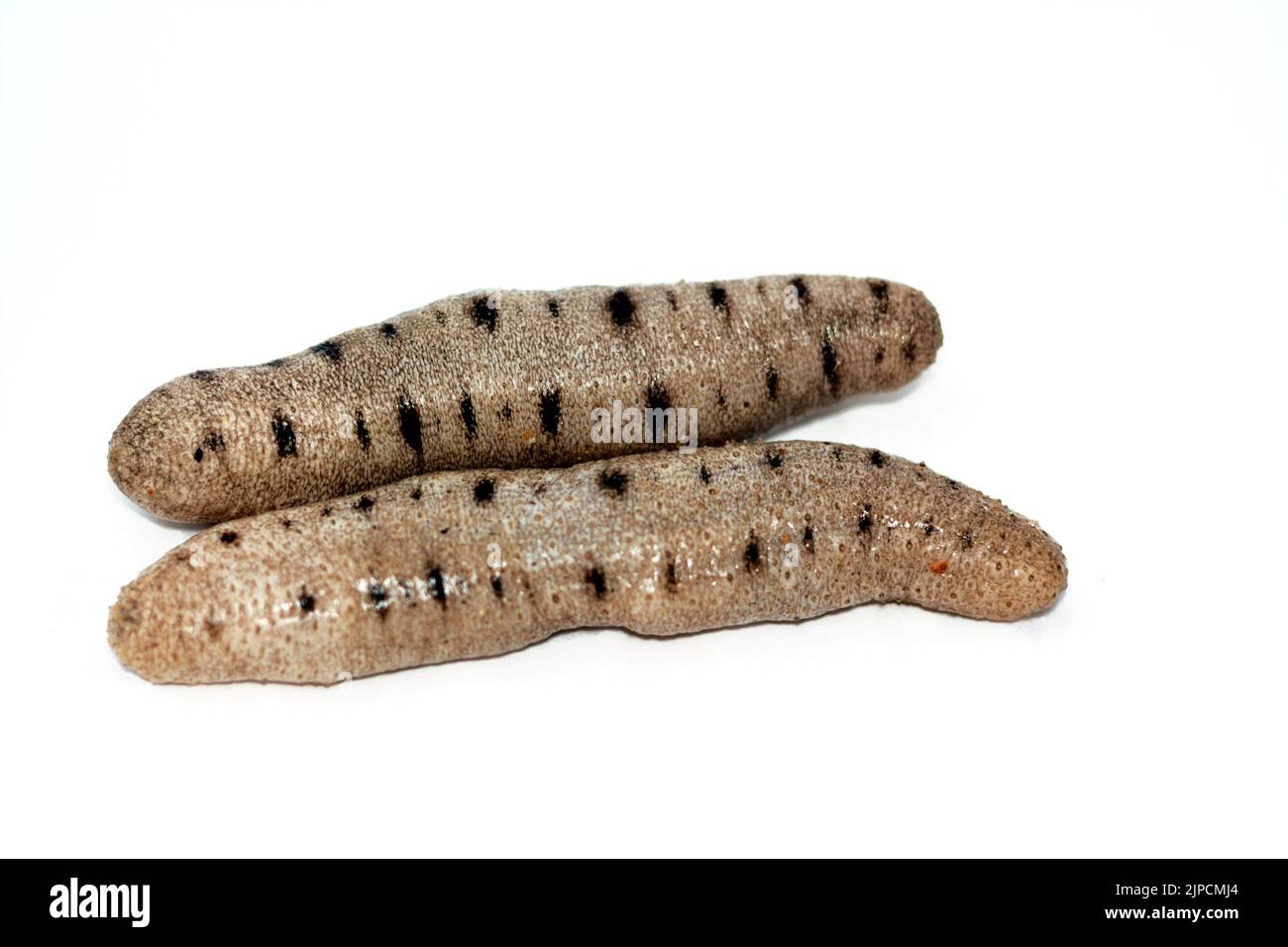 Sea cucumbers isolated on white background, echinoderms from the class ...