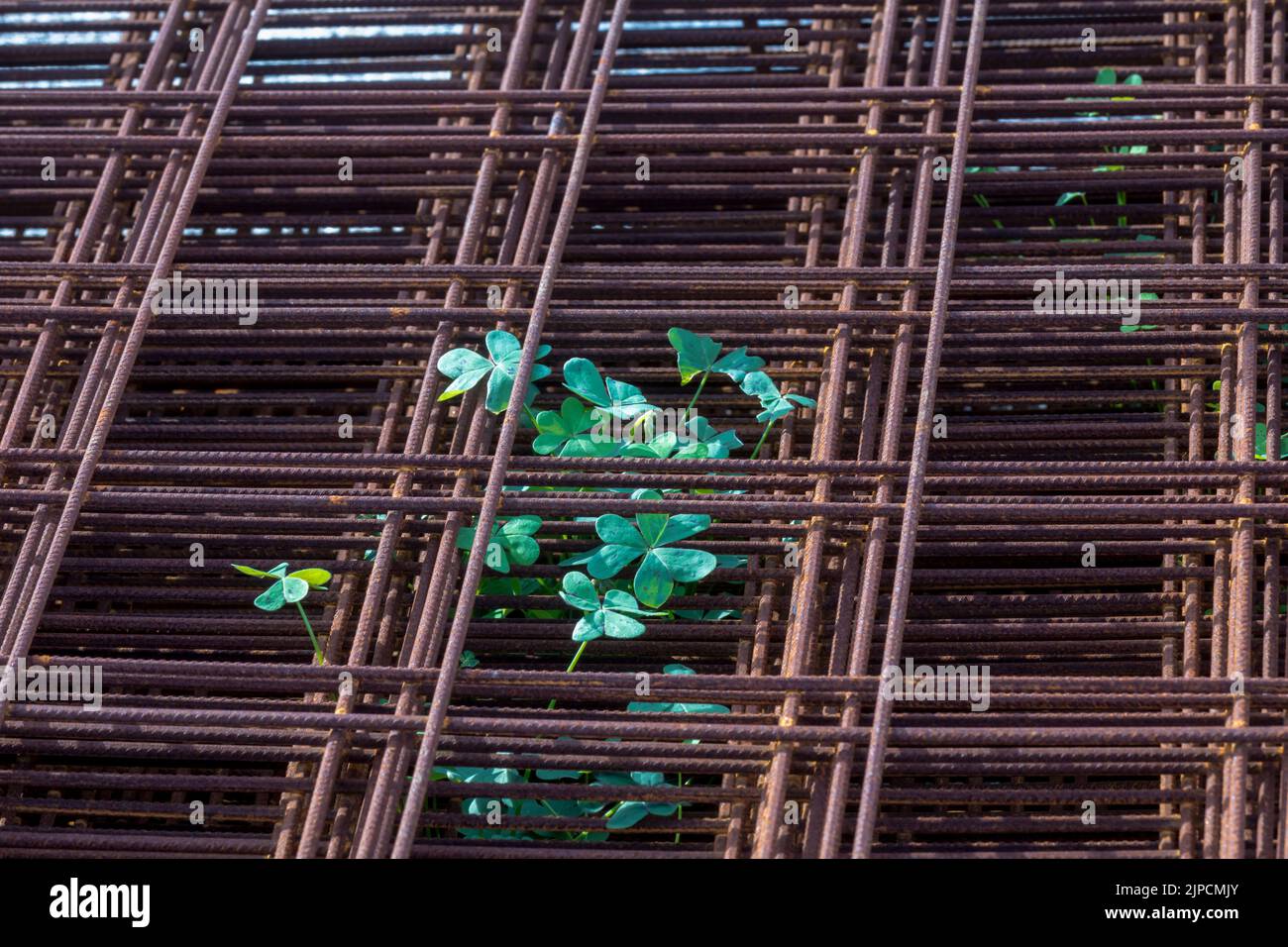 Reinforcing Industrial Steel . Four-leaf clover growing inside the pile ...