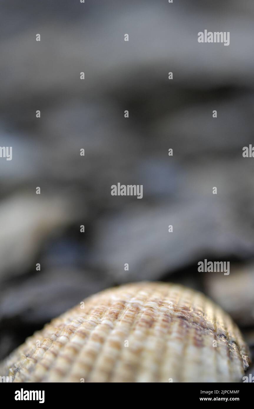 Shells layers hi-res stock photography and images - Alamy