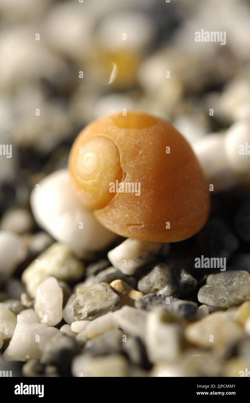 Shells spiral form hi-res stock photography and images - Alamy