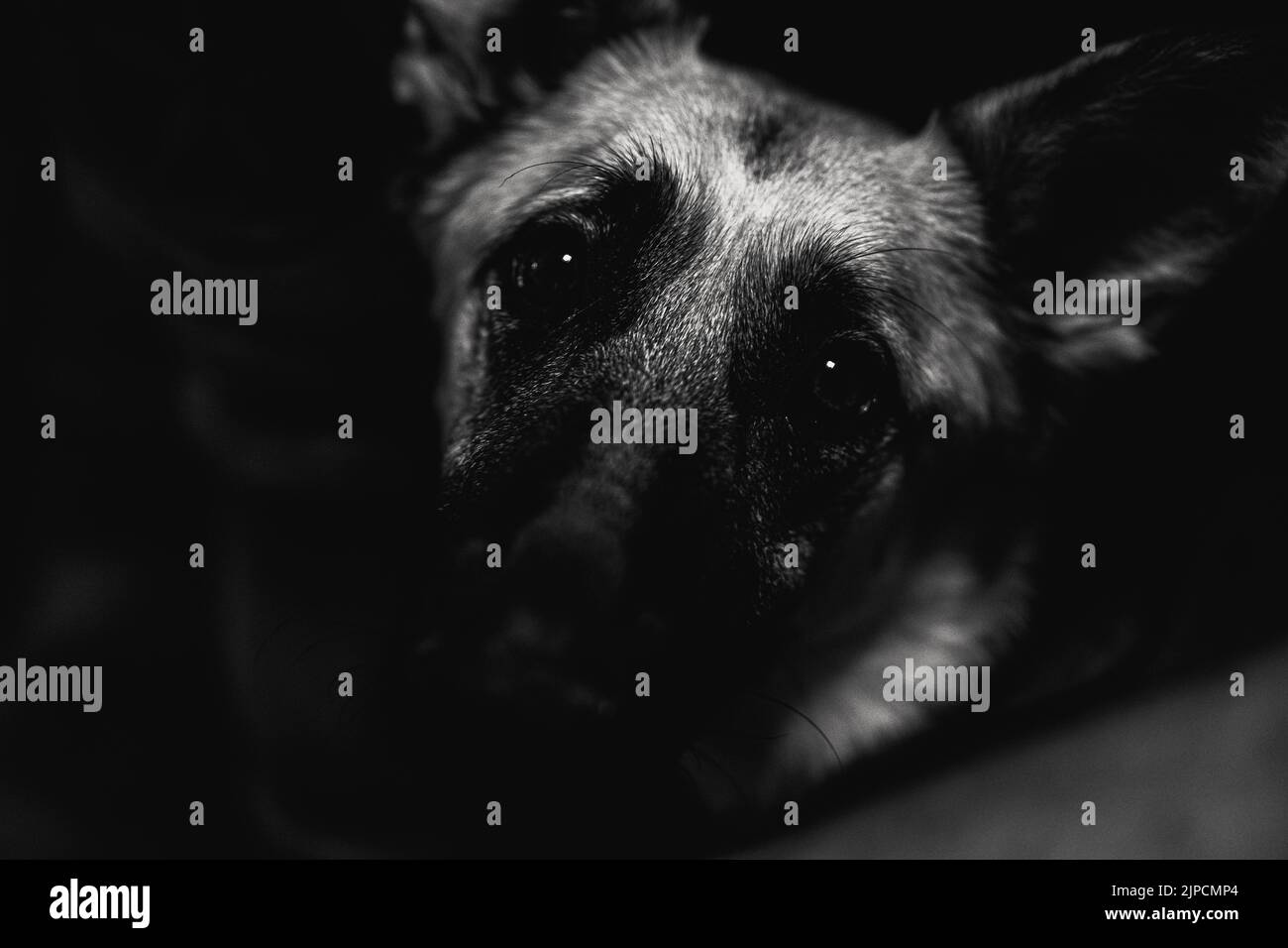 A grayscale closeup shot of a German Shepherd dog staring at the camera ...