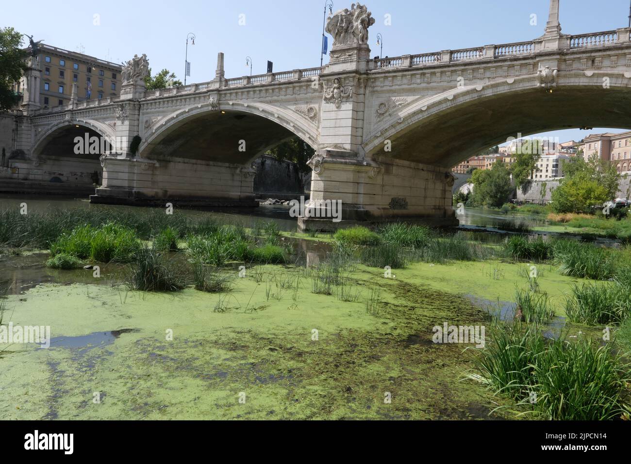 A GREEN CARPET OF DEAD ALGAE FLOATS ON THE RIVER TIBER DUE TO THE ...