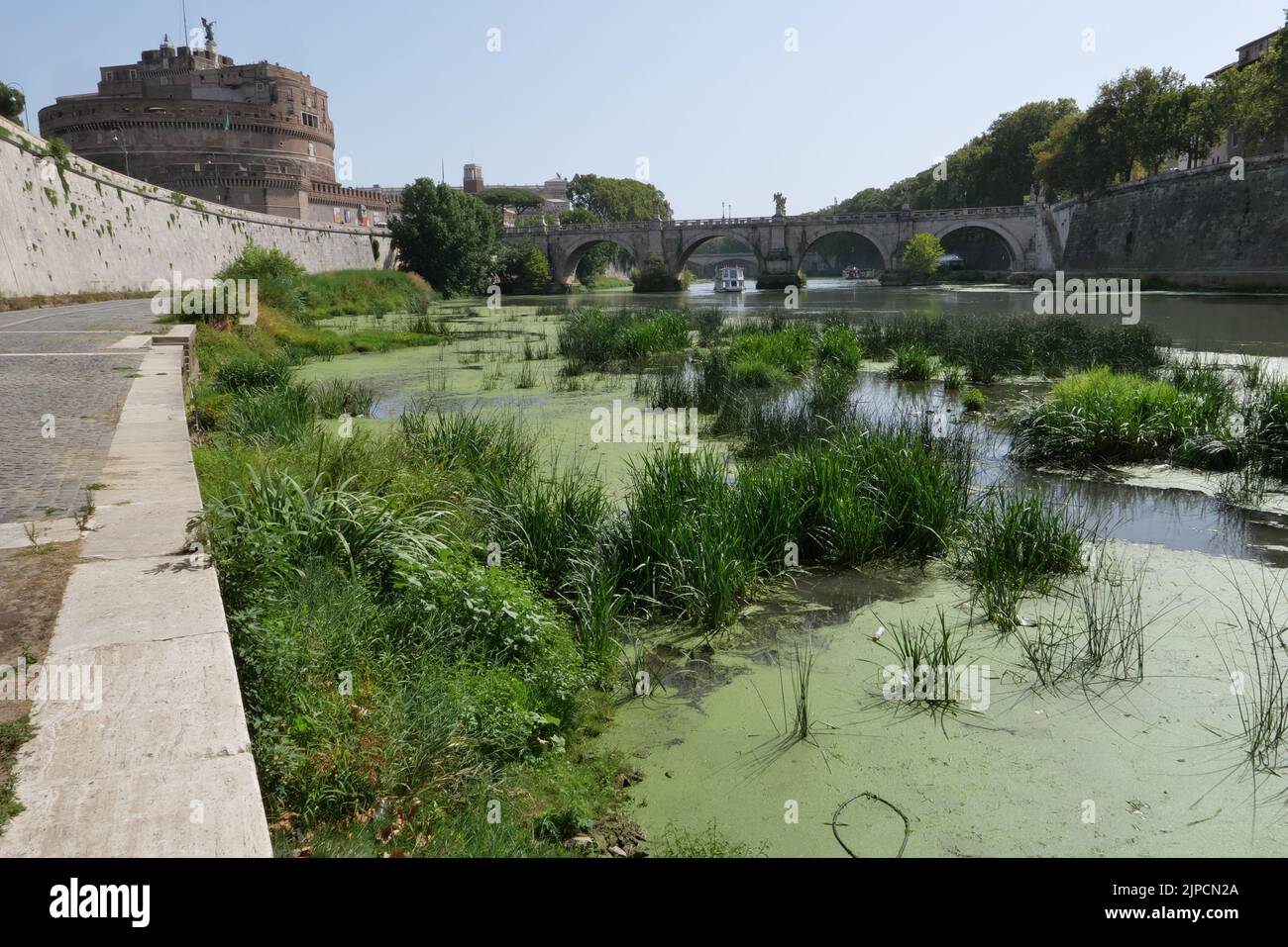 A GREEN CARPET OF DEAD ALGAE FLOATS ON THE RIVER TIBER DUE TO THE ...