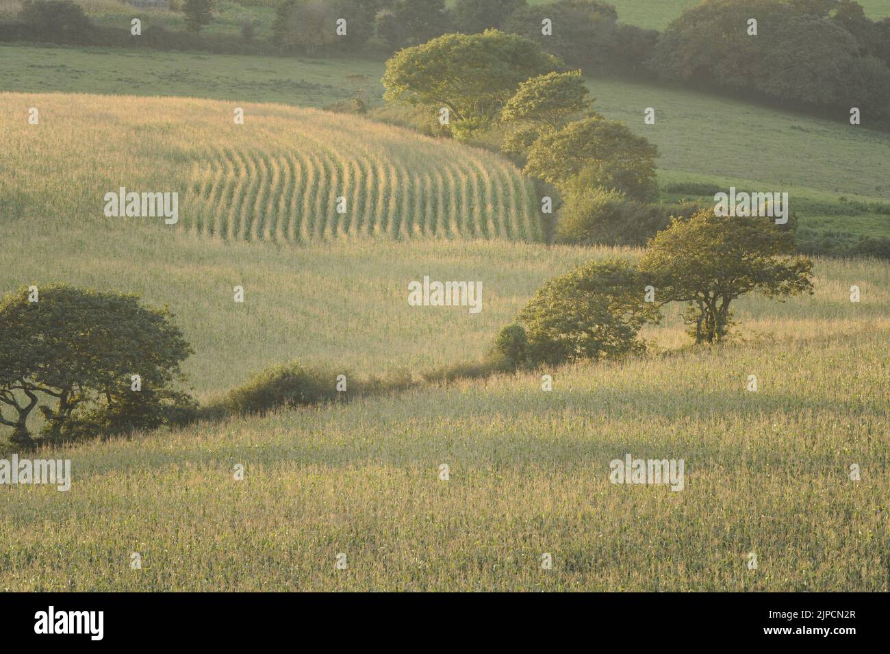 Plant of cultivated cornfields hi-res stock photography and images - Alamy