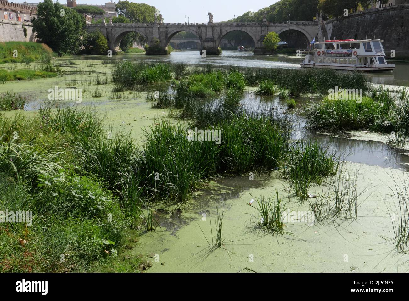 A GREEN CARPET OF DEAD ALGAE FLOATS ON THE RIVER TIBER DUE TO THE ...