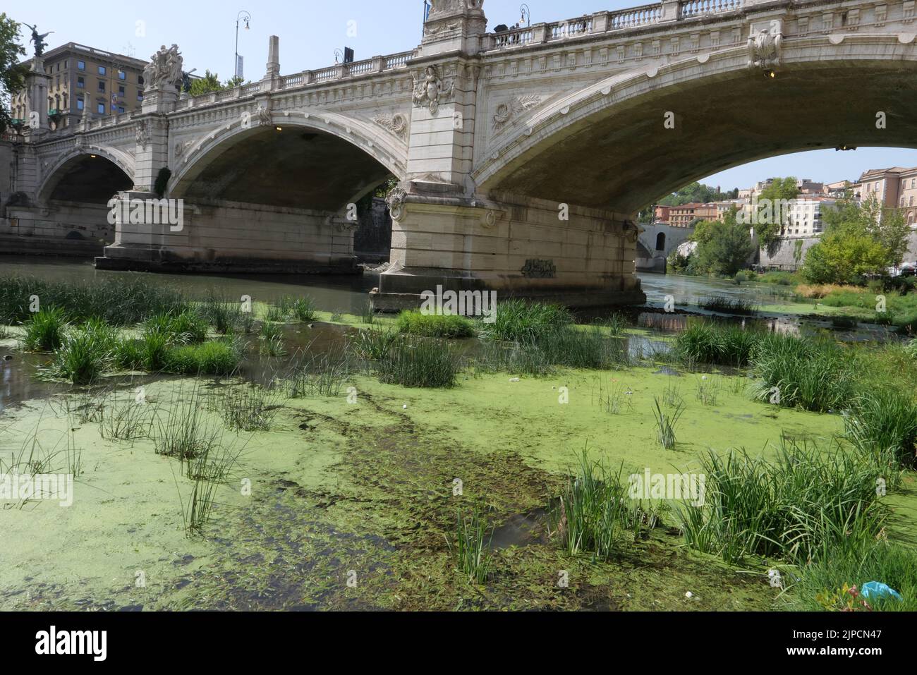 A GREEN CARPET OF DEAD ALGAE FLOATS ON THE RIVER TIBER DUE TO THE ...