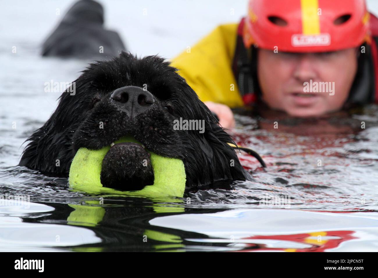 Girvan , Ayrshire, Scotland, UK .Newfoundland Dog Finn shows his life ...